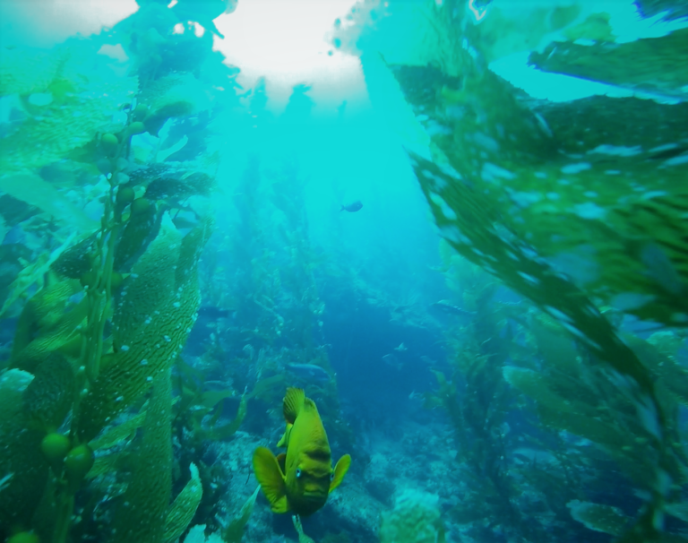 Crystal Cove’s Underwater Forest – Crystal Cove Conservancy