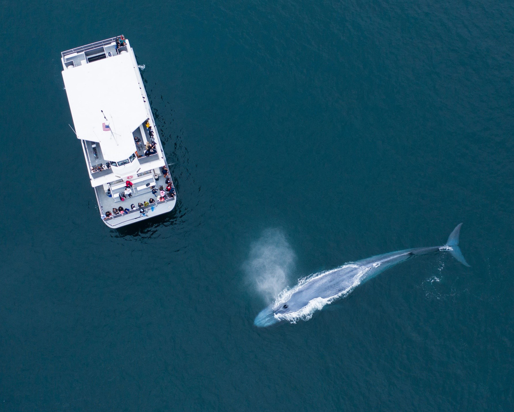 Whale watching boat spots Blue Whale! – Crystal Cove Conservancy